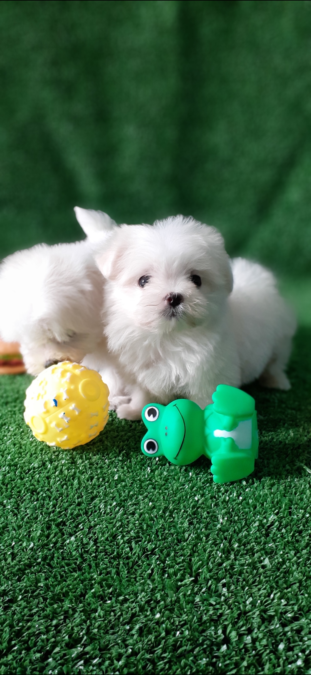 Filhotes Maltês – Canil Antony